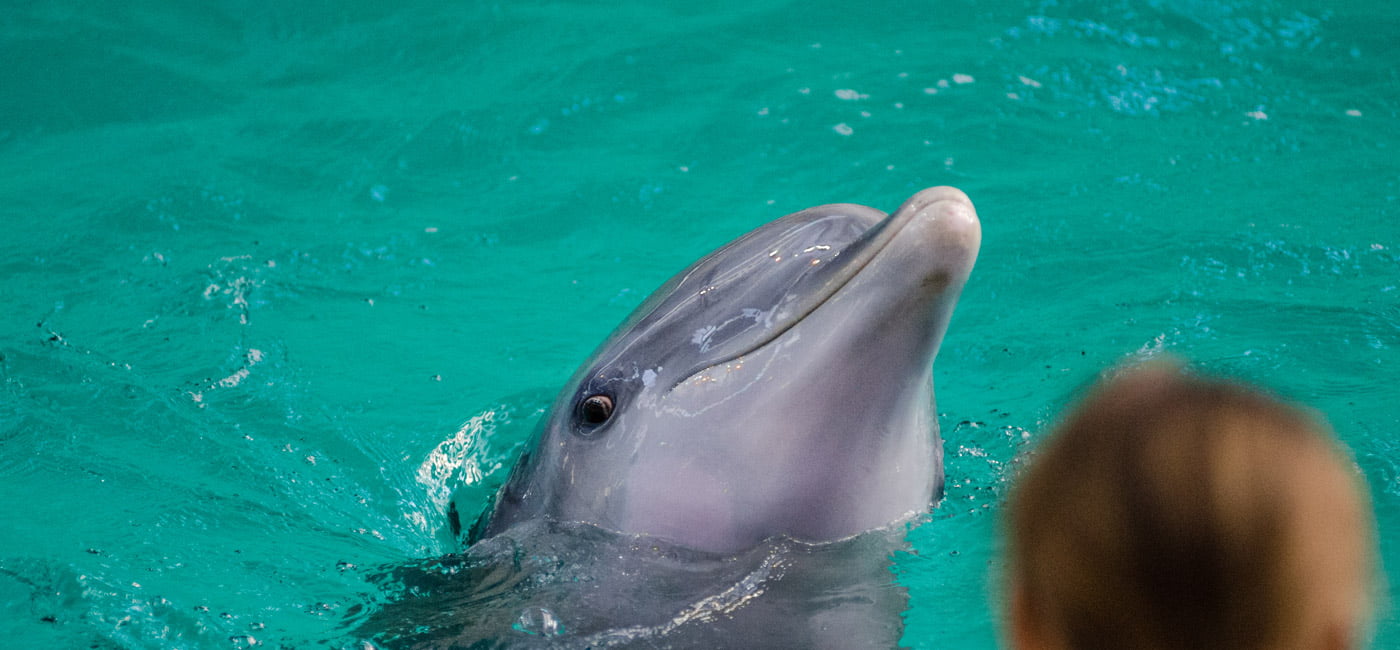 Shell Island Shuttle