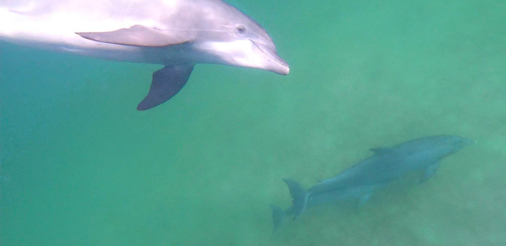 Shell Island Shuttle