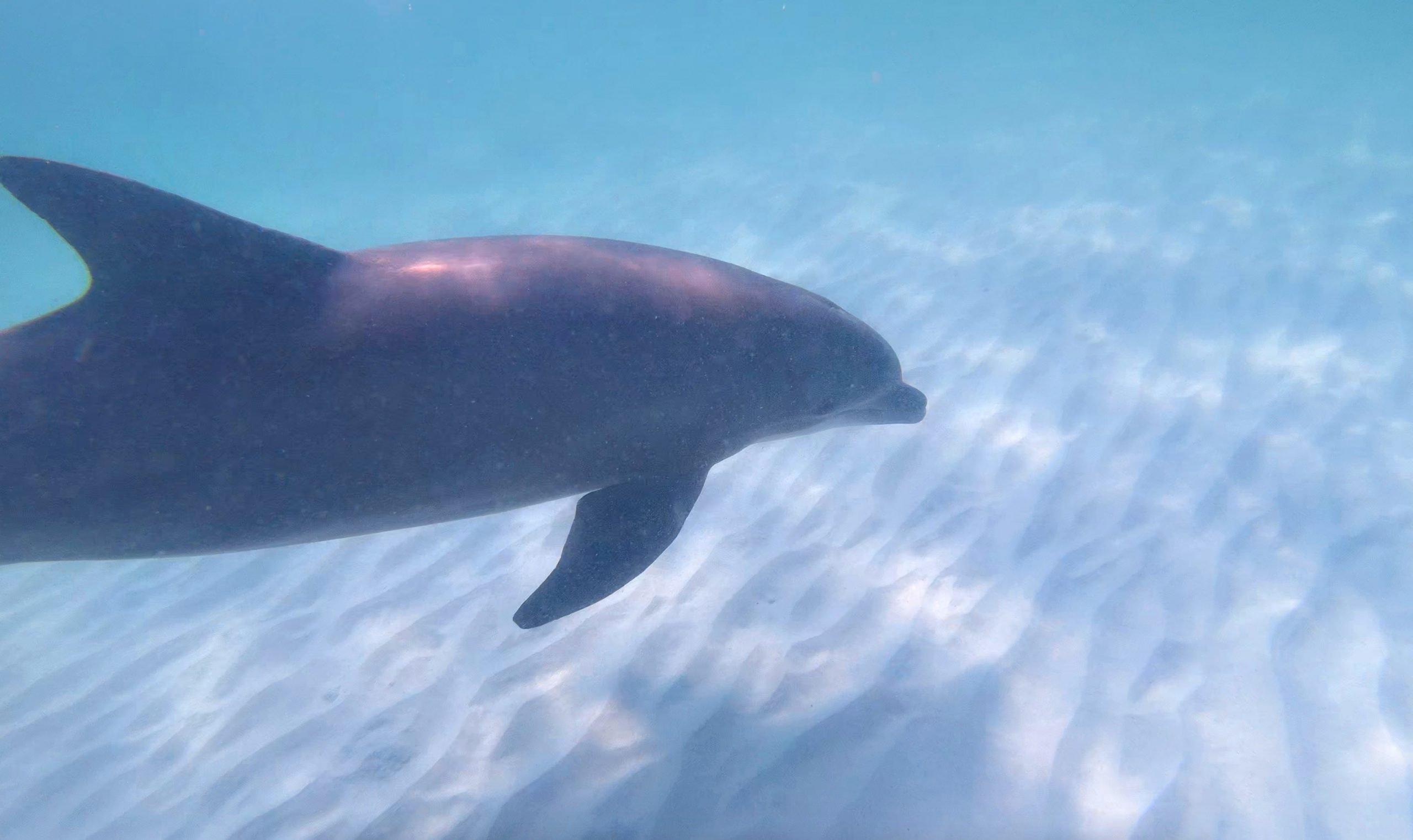 Panama City Beach Swim With Dolphins