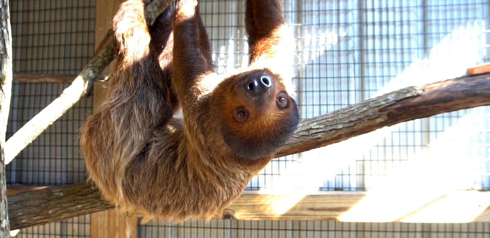 Shell Island Shuttle
